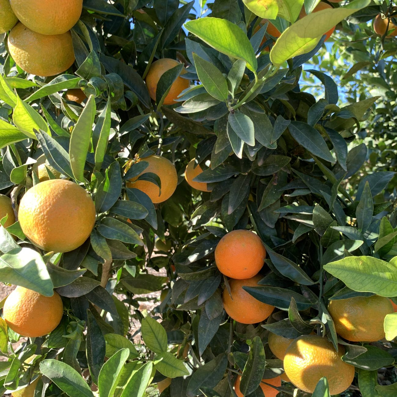 Entrevista Vicente Quirante – QUIVIA – Leanri